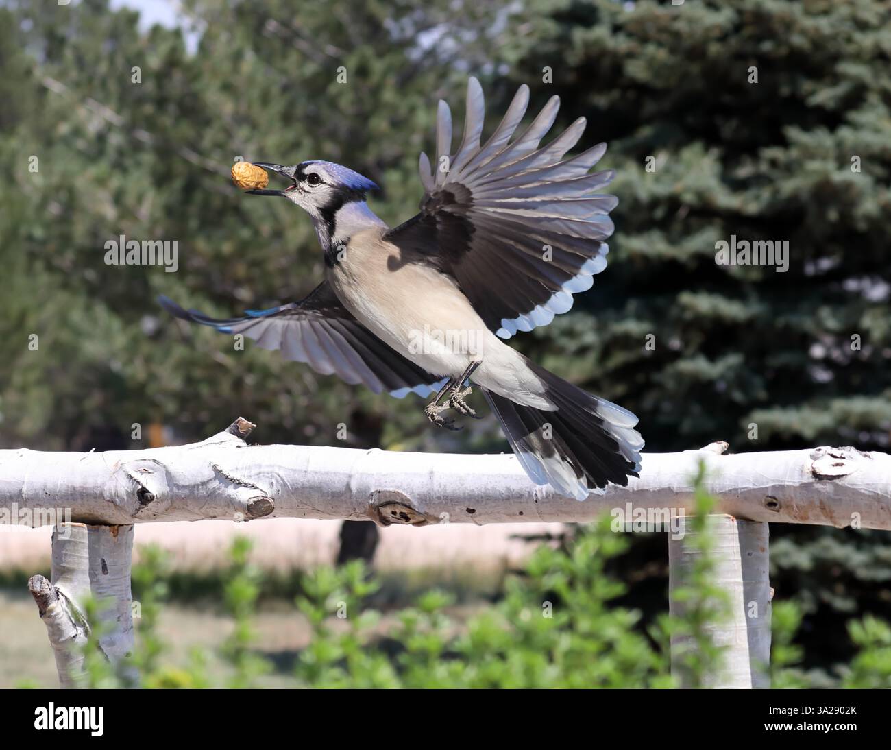 Blue jay flying hi-res stock photography and images - Alamy