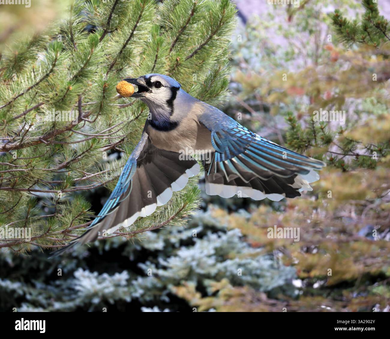 Blue jay flying hi-res stock photography and images - Alamy