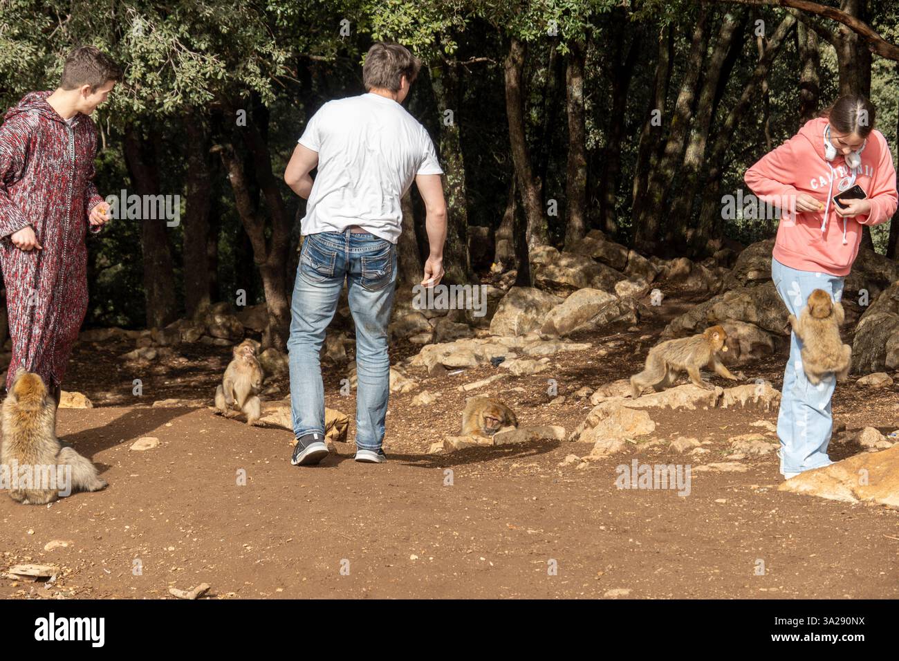 feeding wild monkeys in Morocco Stock Photo - Alamy