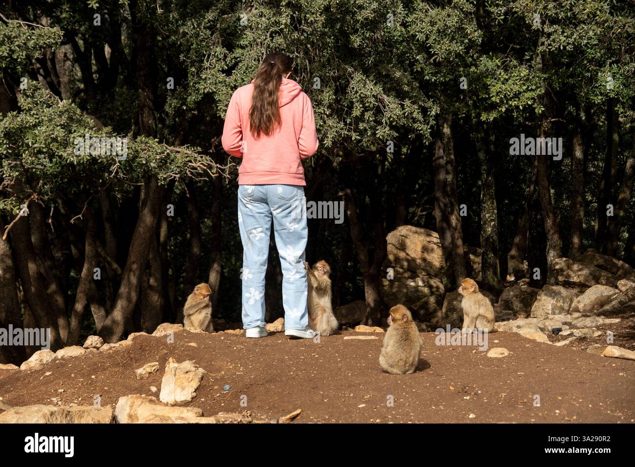 feeding wild monkeys in Morocco Stock Photo - Alamy