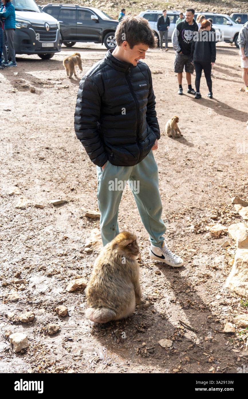 feeding wild monkeys in Morocco Stock Photo - Alamy