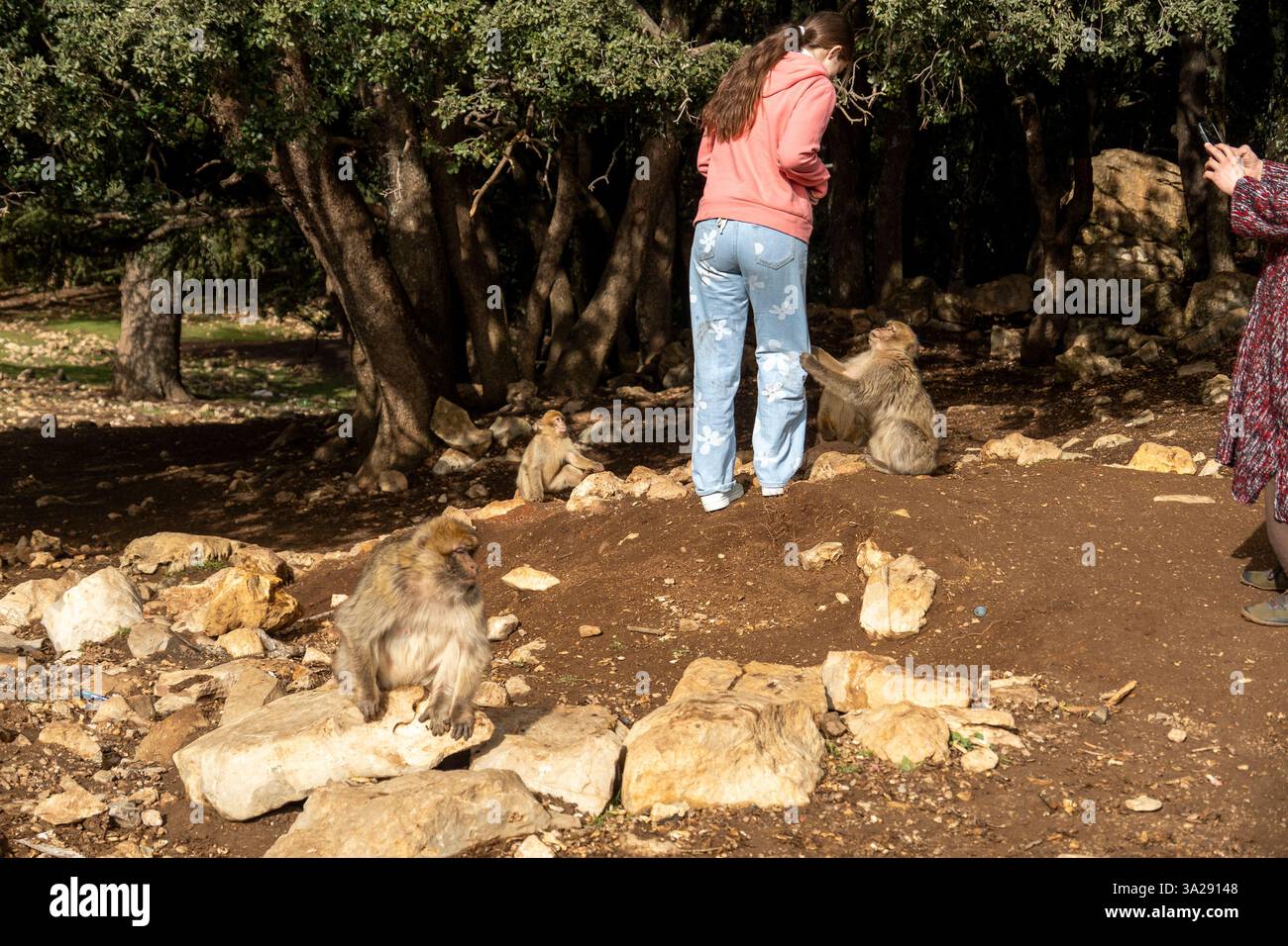 feeding wild monkeys in Morocco Stock Photo - Alamy