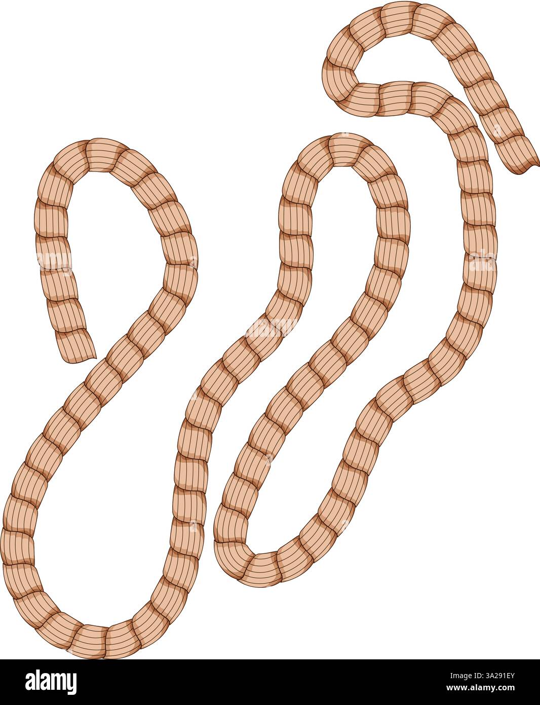 Rope lanyard Stock Vector Images - Alamy