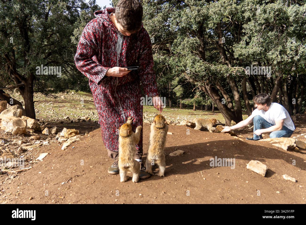 feeding wild monkeys in Morocco Stock Photo - Alamy