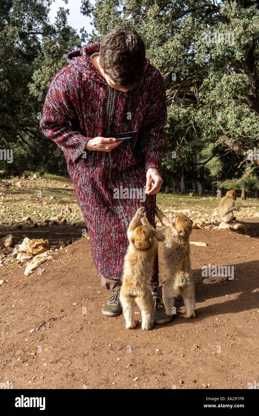 feeding wild monkeys in Morocco Stock Photo - Alamy