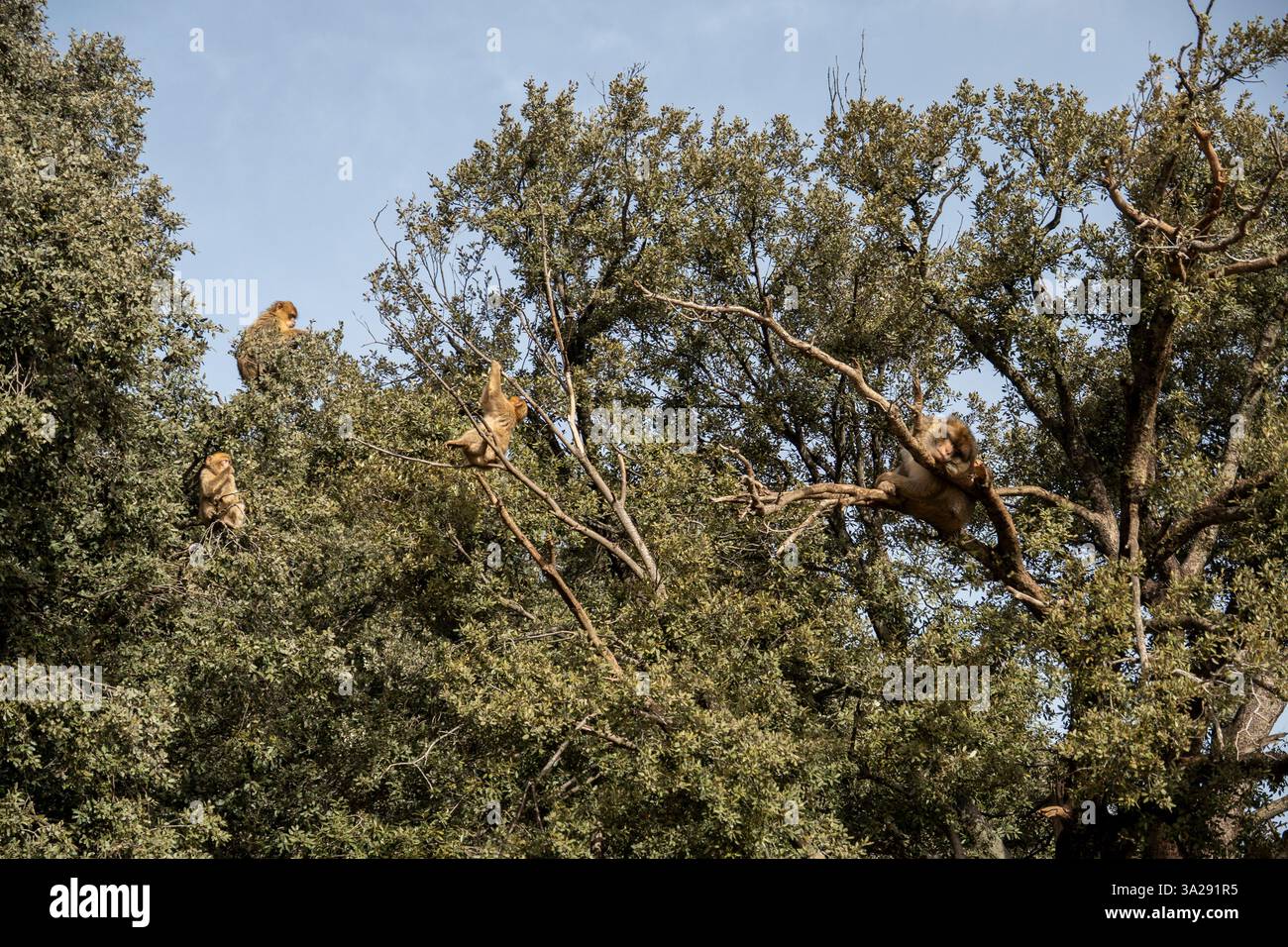 wild monkeys in the forest of Morocco Stock Photo - Alamy