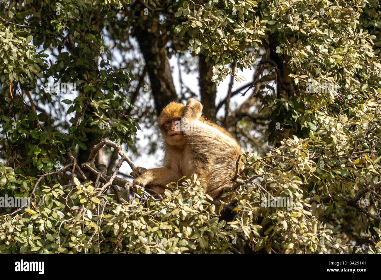 wild monkeys in the forest of Morocco Stock Photo - Alamy