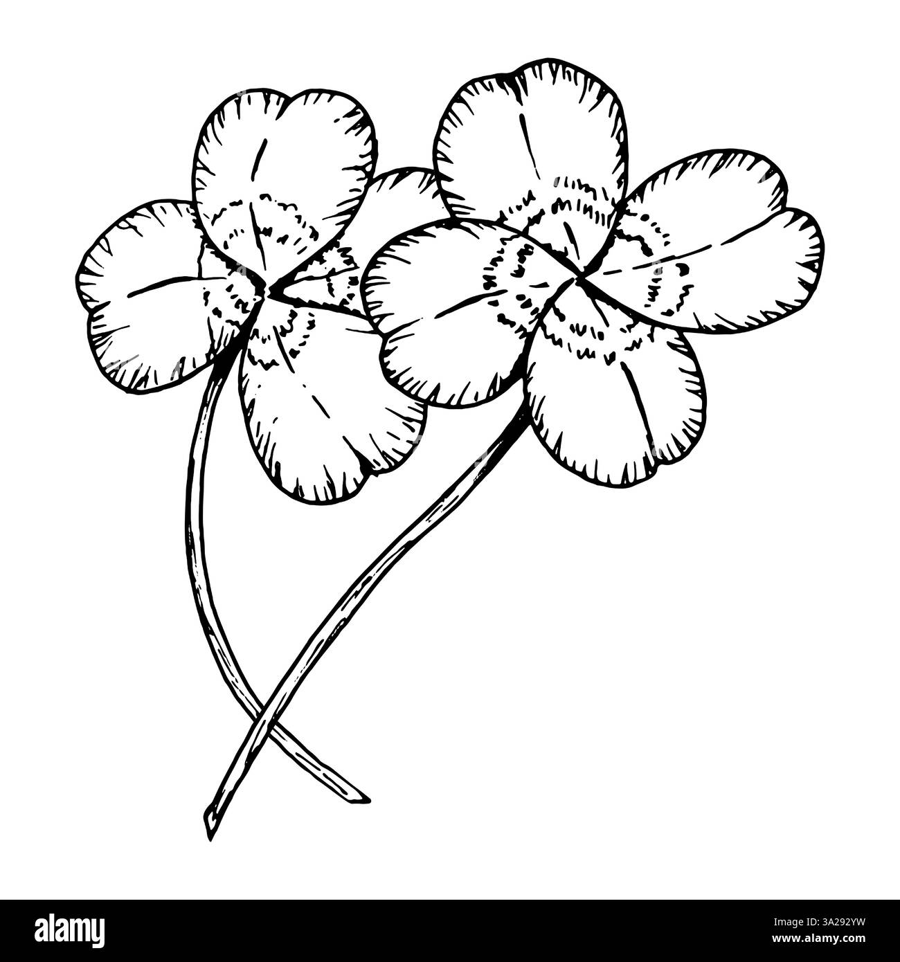 Hand drawn black and white clip art of two four leaf clovers with stems ...