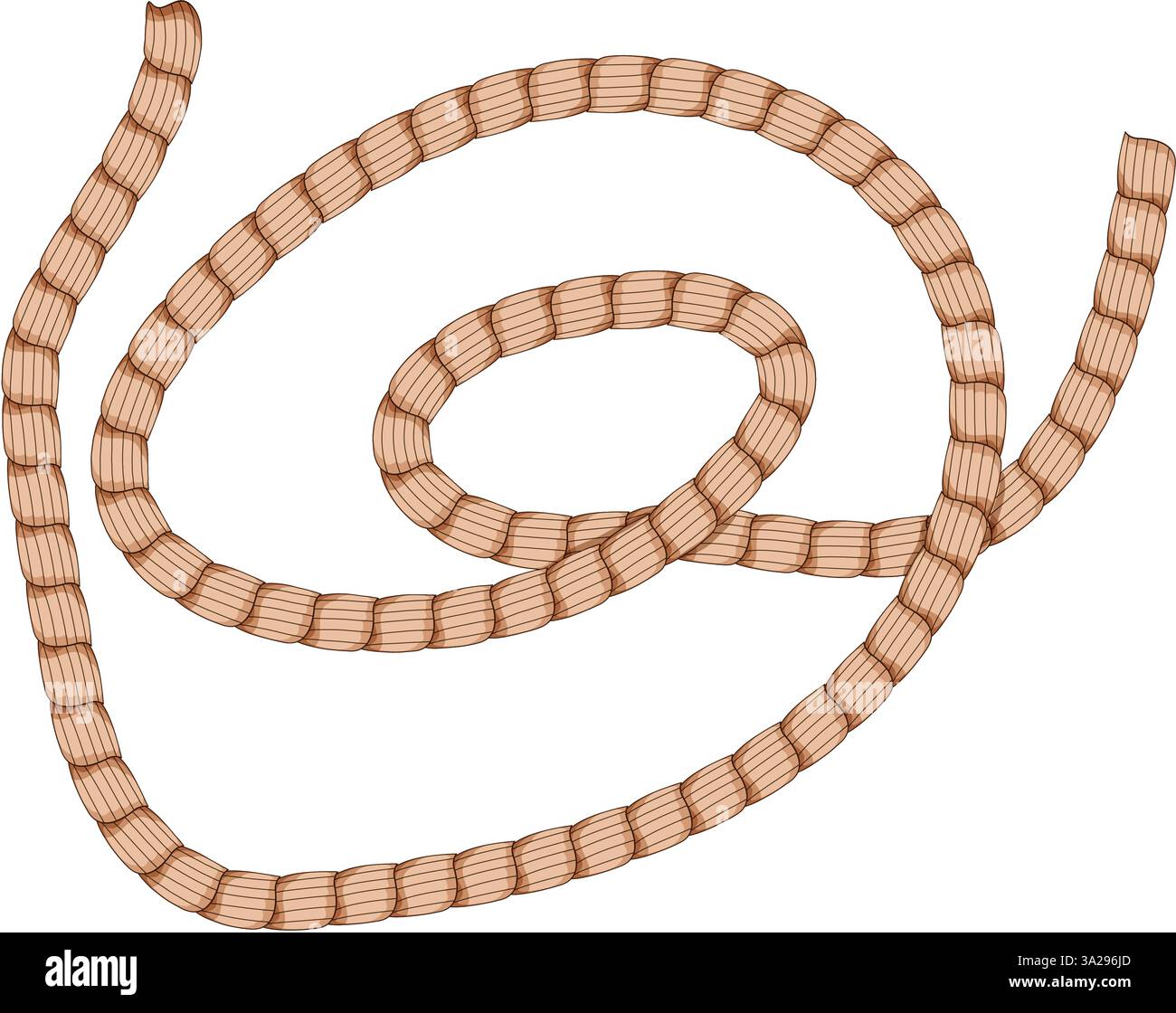 hemp rope cartoon vector illustration Stock Vector Image & Art - Alamy