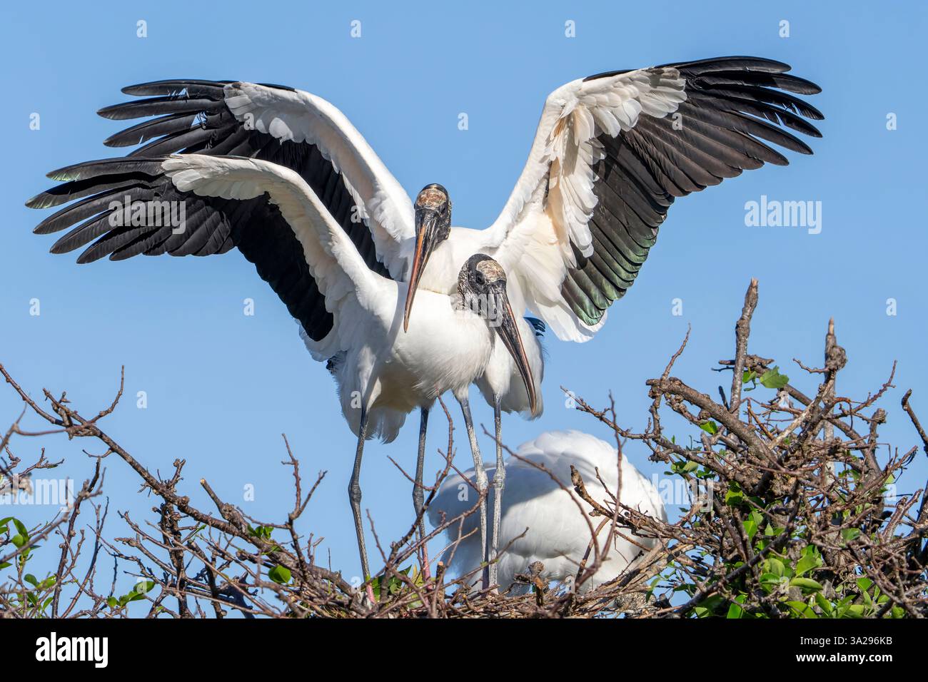 Delray Beach, Florida, USA. 11th Mar, 2025. A pair of wood storks seen ...