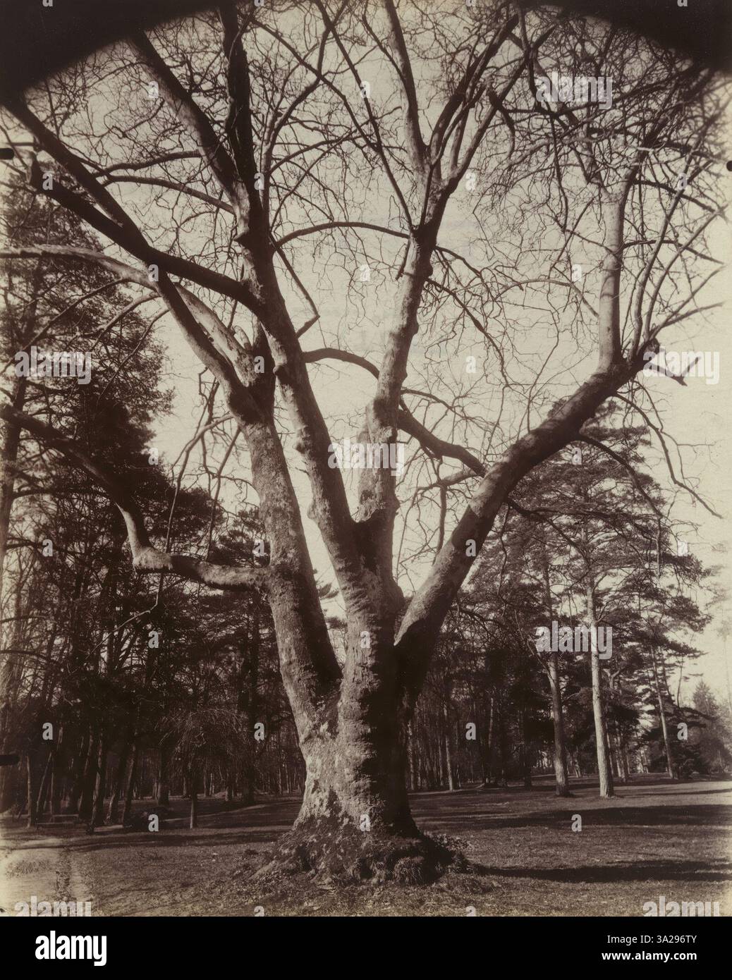 This early photograph by Eugène Atget shows a plane tree at Trianon ...