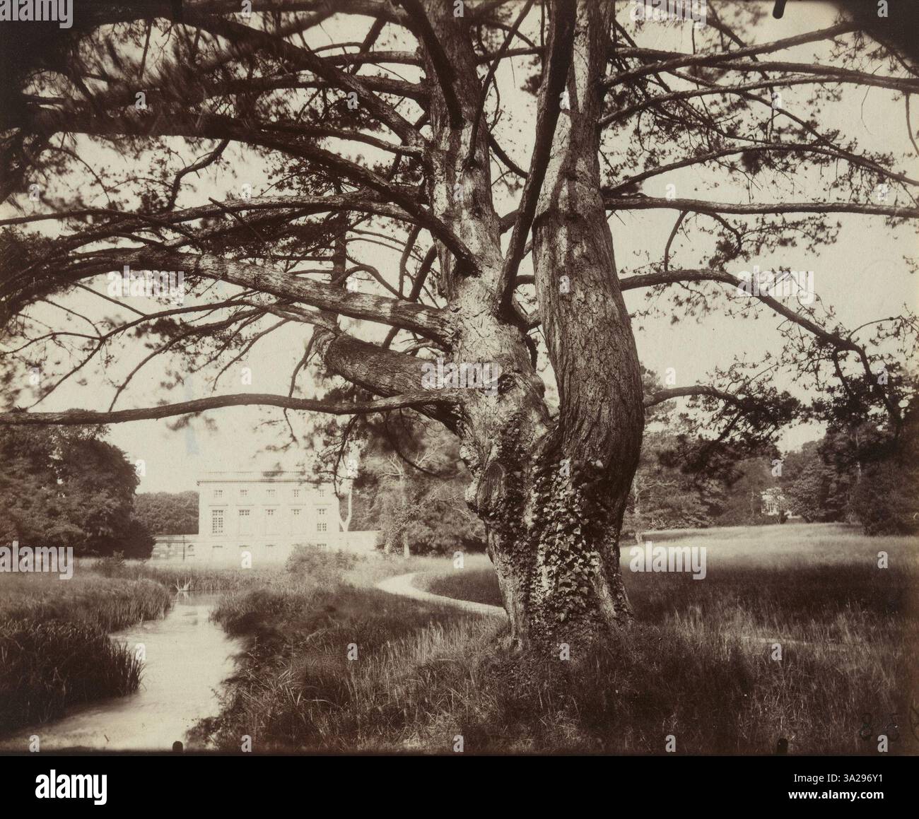 A 1919-21 photograph showing a sapin (fir tree) at the Trianon ...