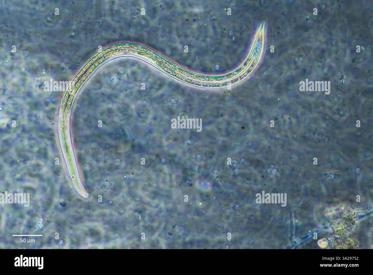 A roundworm (Phylum Nematoda) collected from a fresh water culture ...