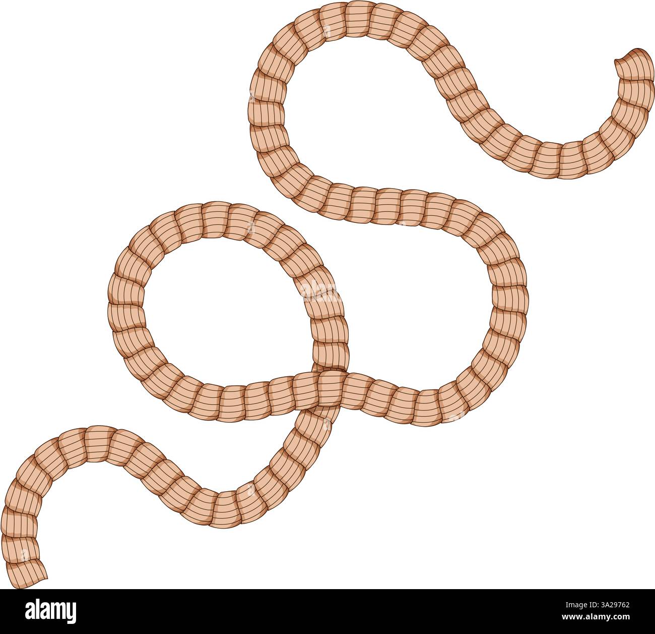 cordage rope cartoon vector illustration Stock Vector Image & Art - Alamy