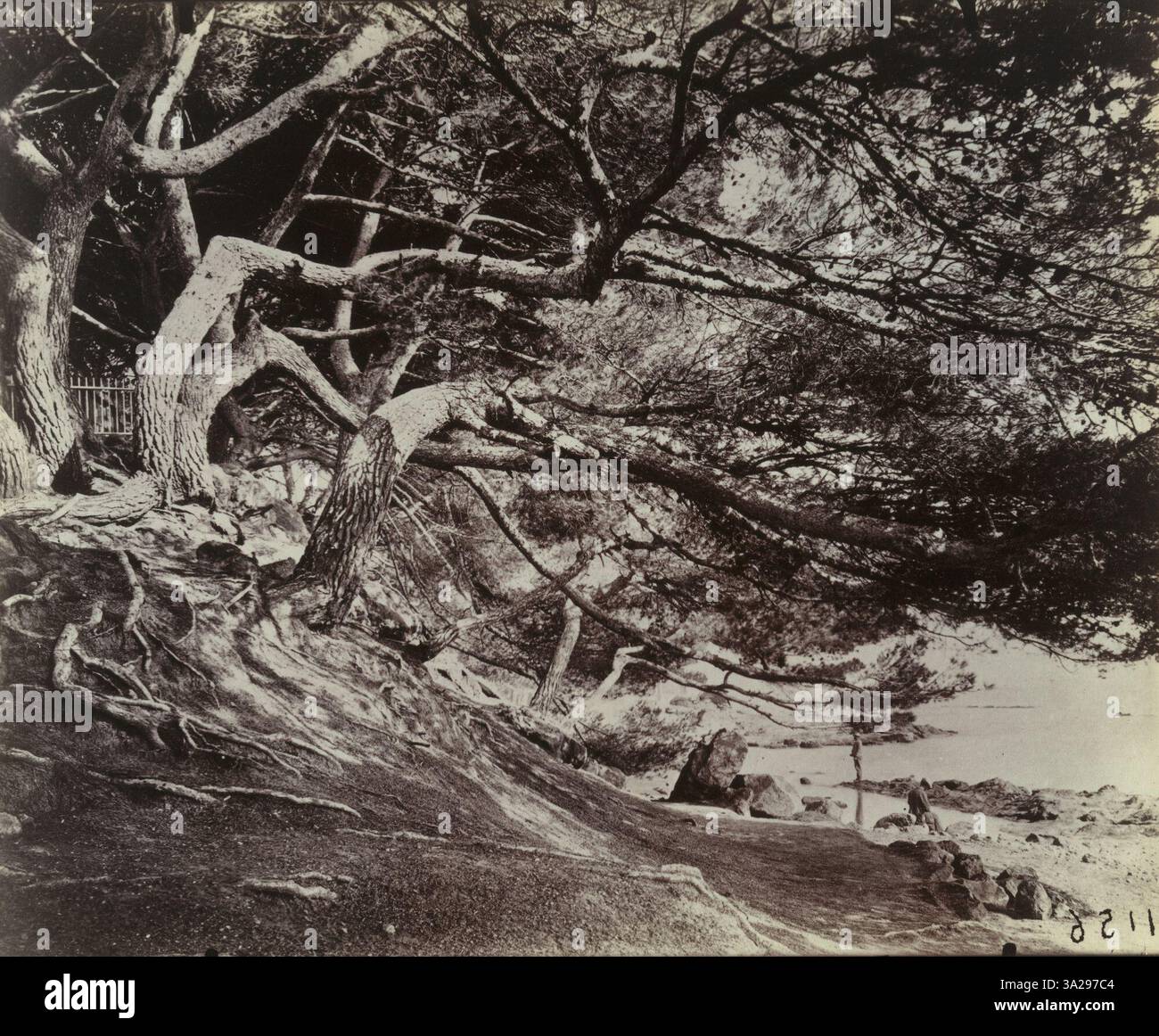 Eugène Atget’s undated photograph of pine trees (pins) in Hyères ...