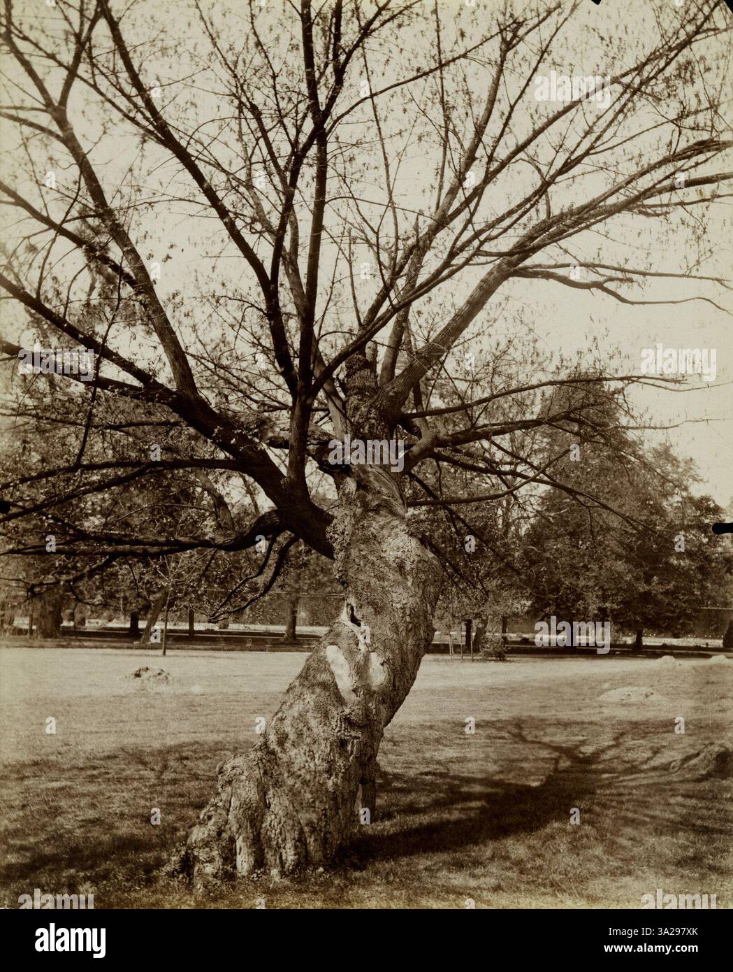 Taken in 1922, this photograph by Eugène Atget shows a tree in the ...