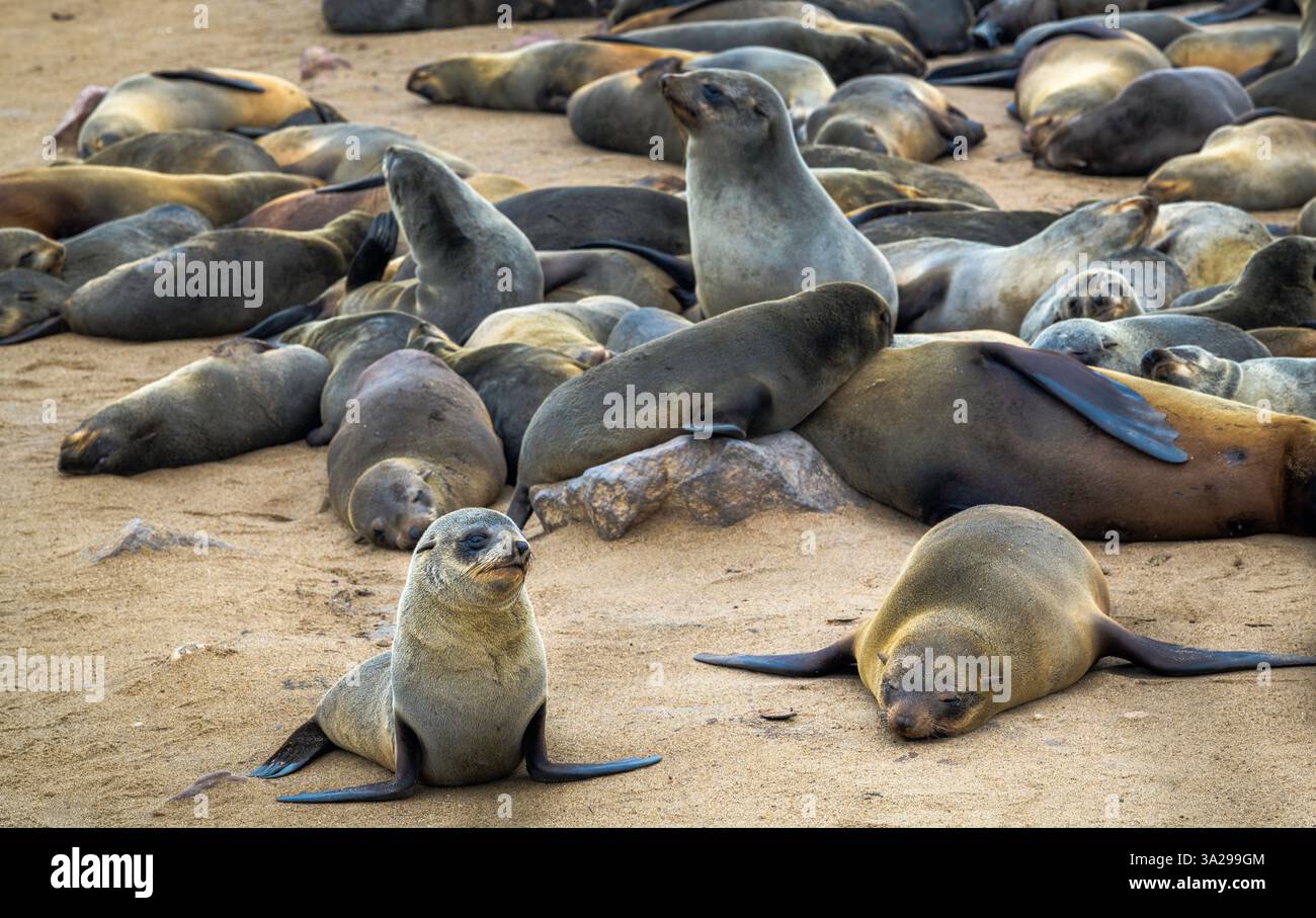 Young cape fur seals hi-res stock photography and images - Alamy