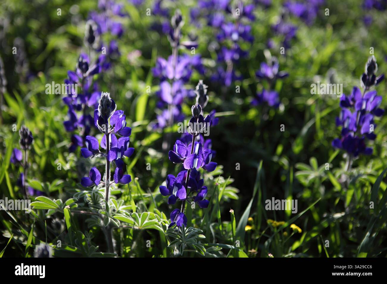 East talpiot jerusalem hi-res stock photography and images - Alamy