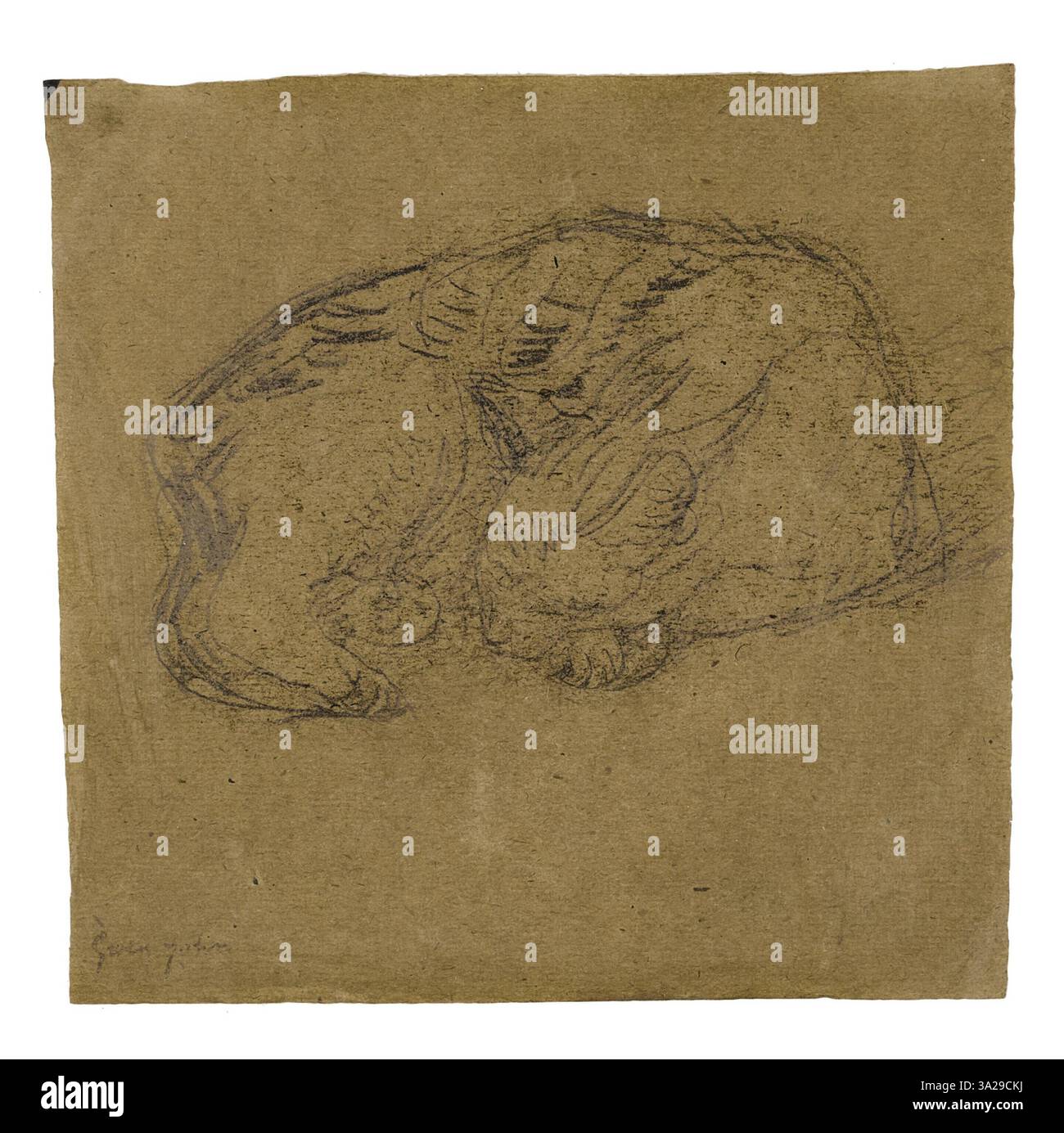 Muted tortoiseshell hi-res stock photography and images - Alamy