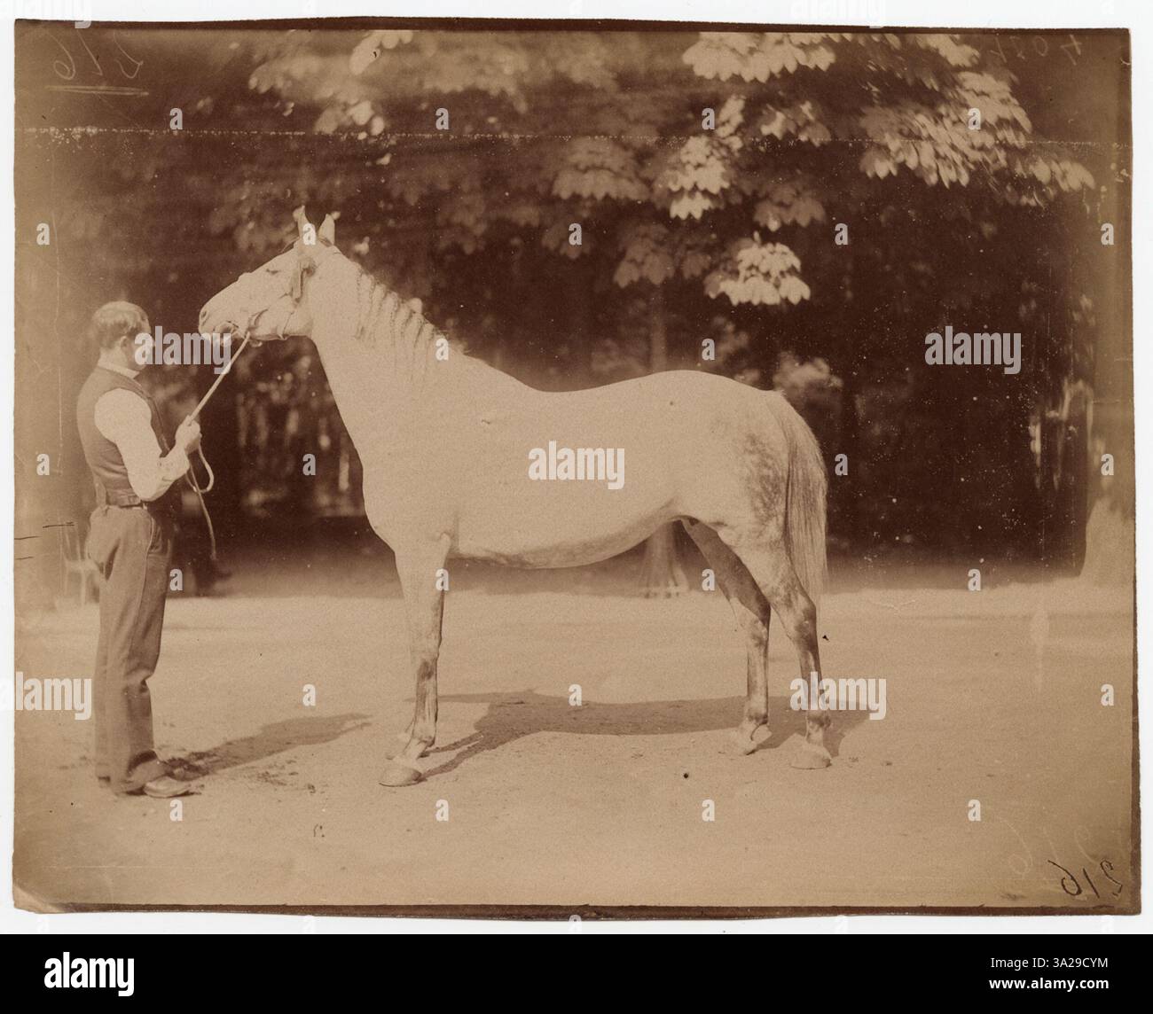 A photograph of a man and his white horse, taken by Eugène Atget. The ...