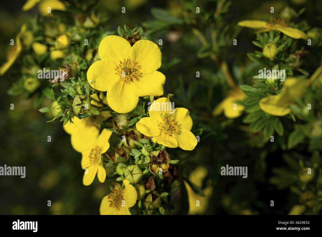 Dasiphora fruticosa is a species of hardy deciduous flowering shrub ...