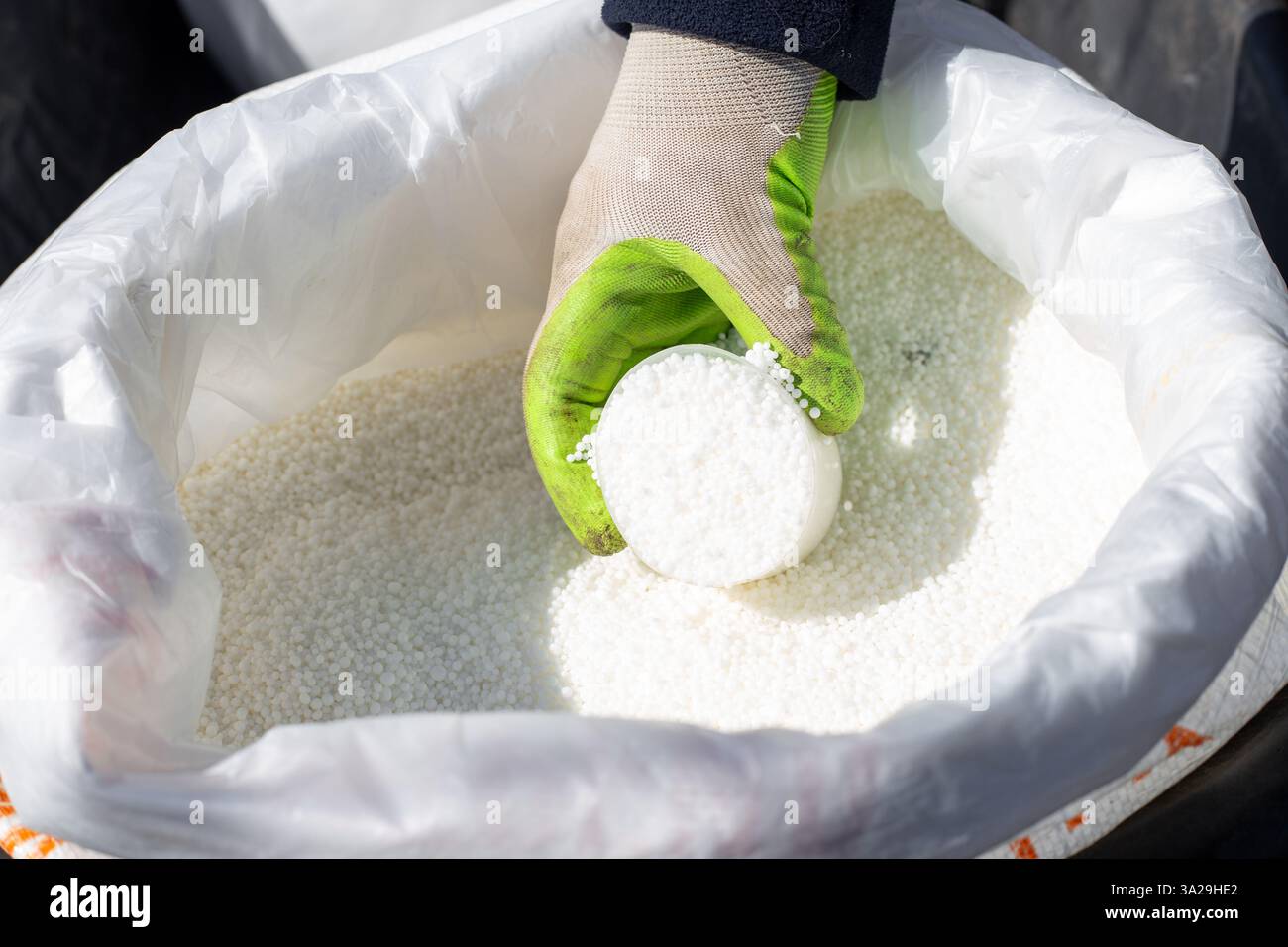 A gardener collects mineral fertilizers in granules from a bag into a ...