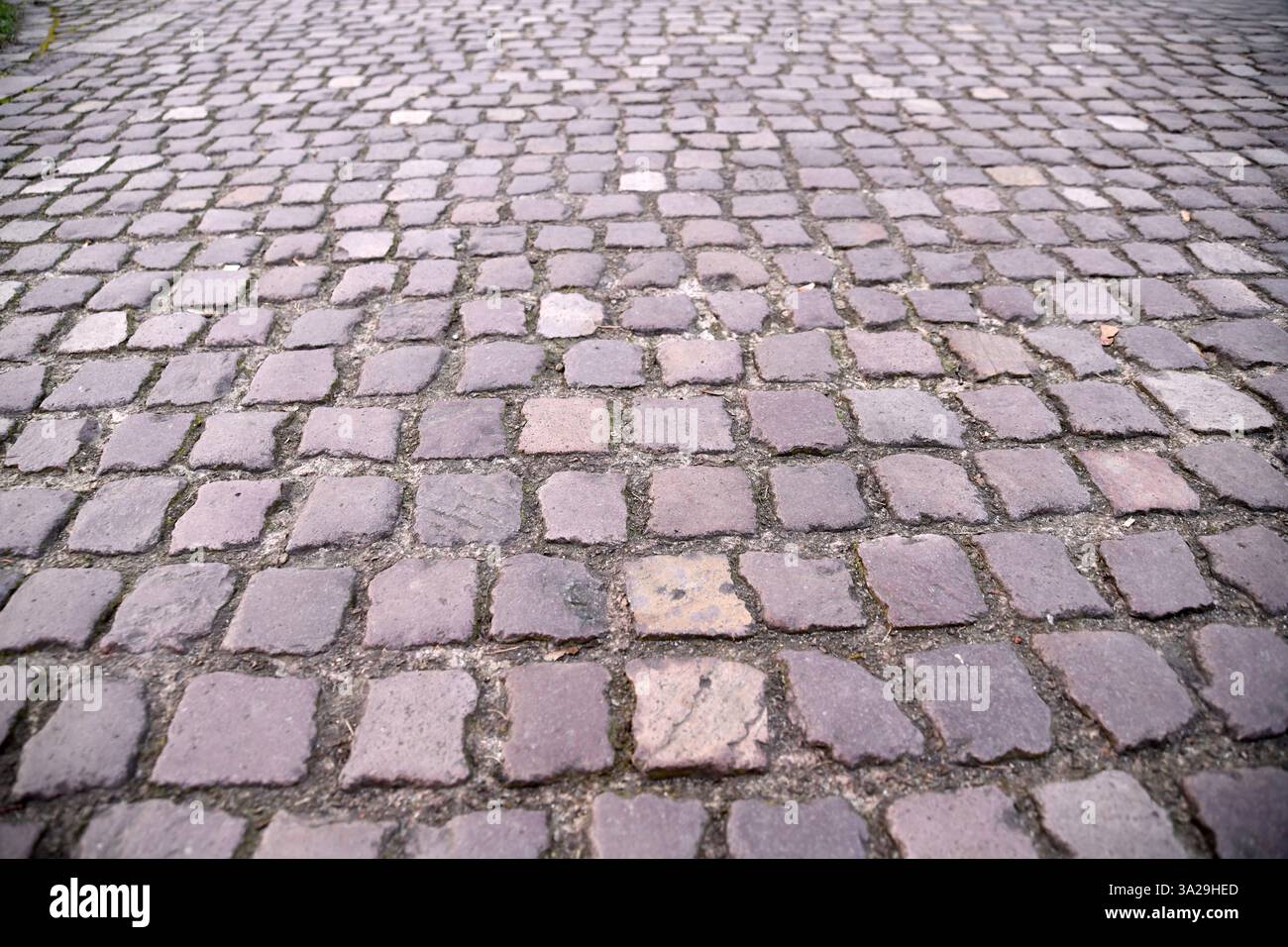 The photo shows a cobblestone path consisting of neatly laid square ...