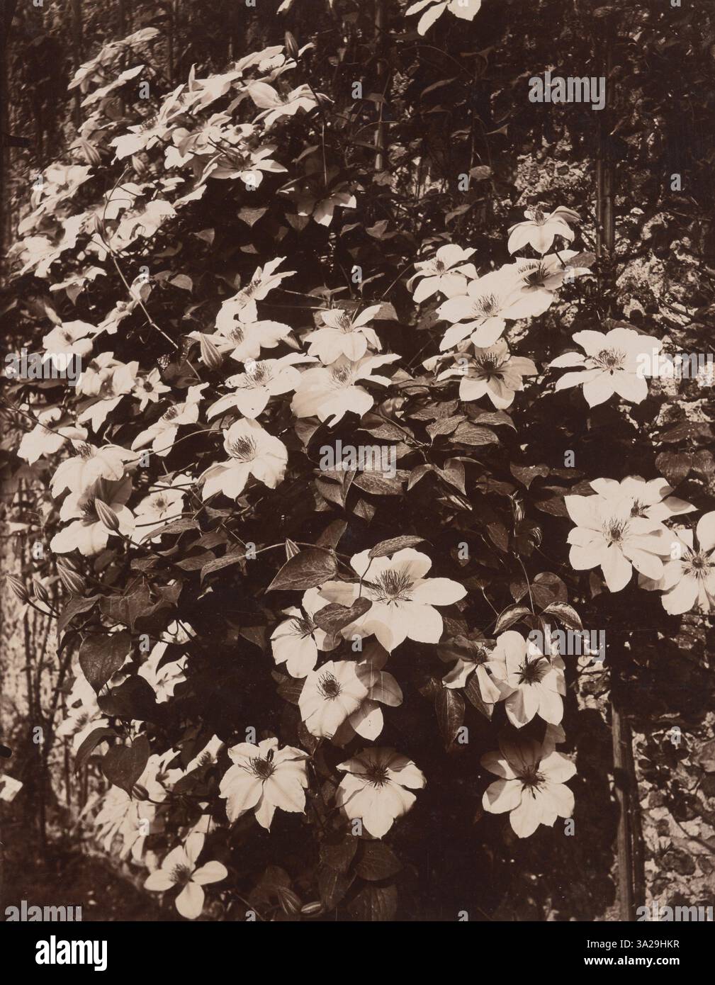 Atget’s photo of the Grove of the Triumphal Arch presents an elegant ...