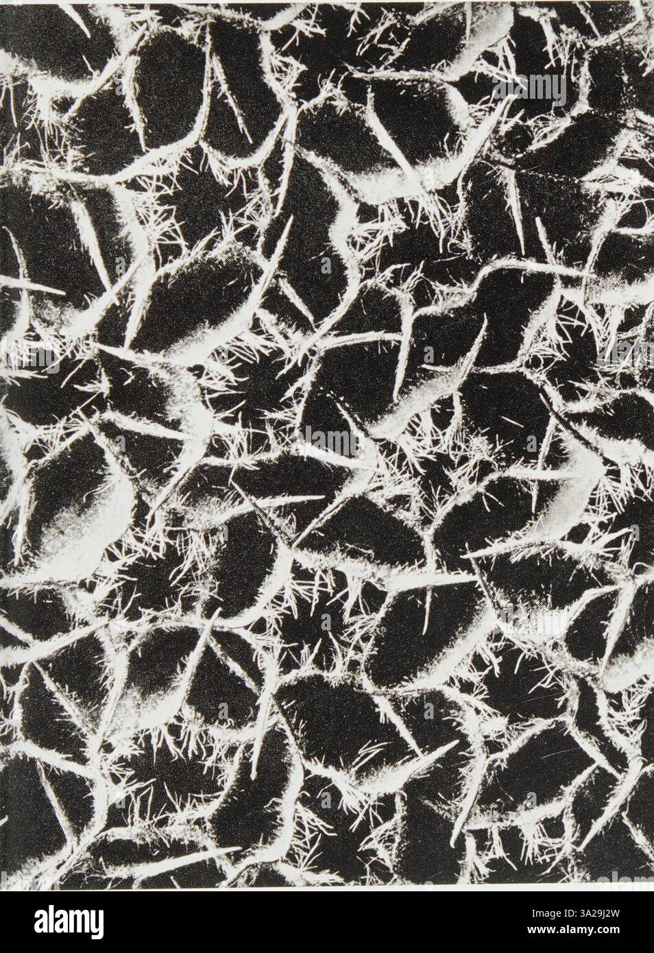 Adam, 519 by Karl Blosfeldt is a close-up photograph that focuses on ...