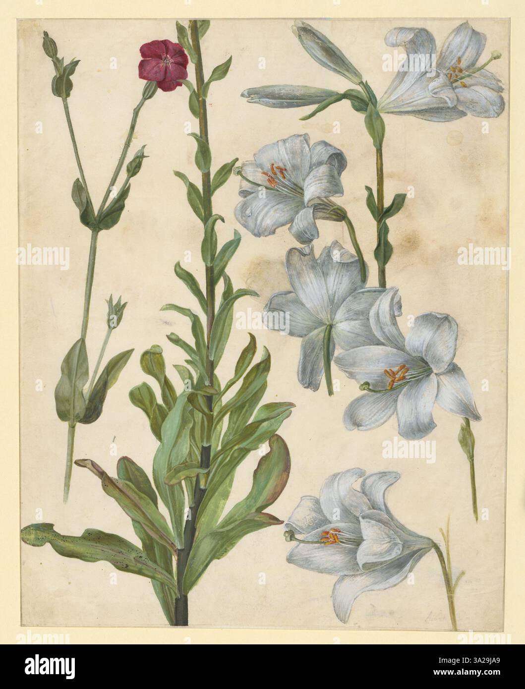 'Vexiernelke und Lilien' (Pennyroyal and Lilies) is a detailed ...