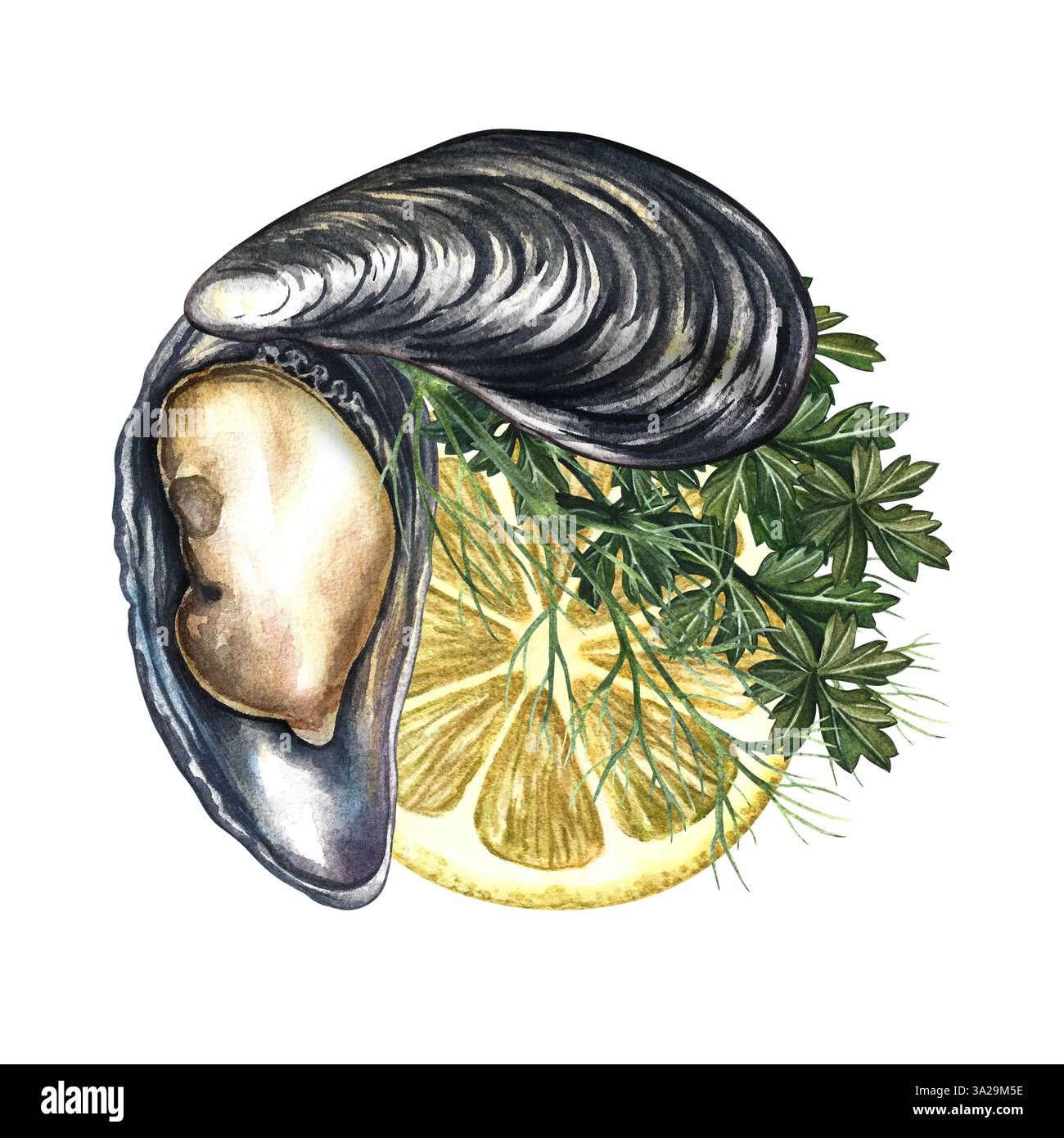 Mussels with lemon and herbs. Handmade watercolor illustration. A color ...