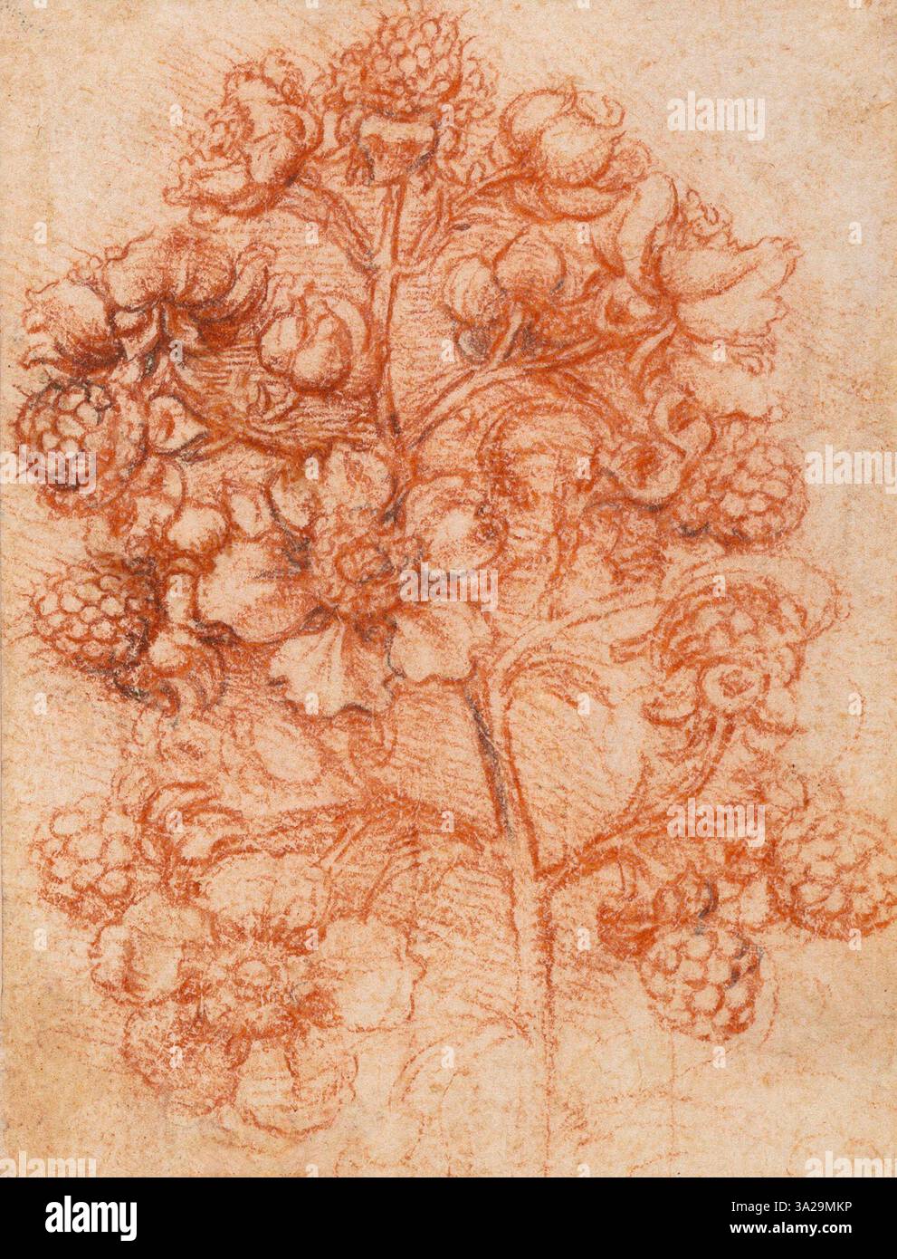 Leonardo da Vinci’s study of wild berries, created during the ...