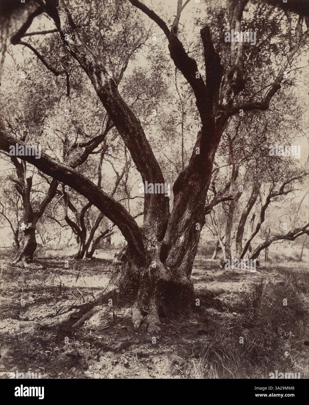 This photograph by Eugène Atget showcases an olive tree in Nice ...