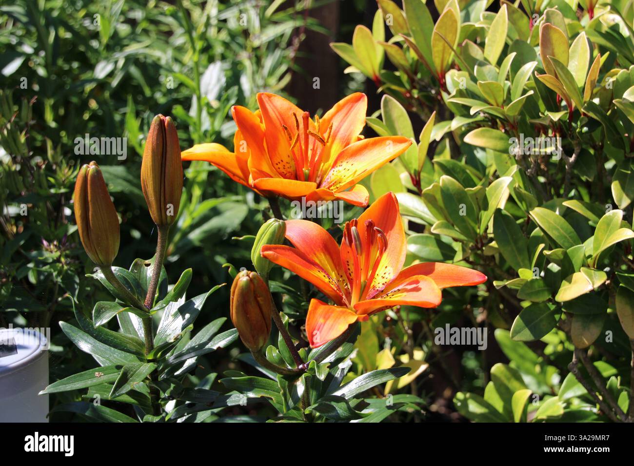 Collection of Orange Lilies in a Garden Stock Photo - Alamy