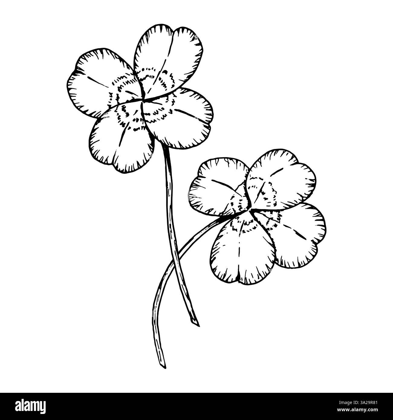Black and white hand-drawn illustration of two lucky four-leaf clovers ...