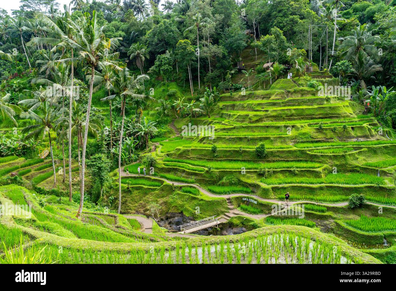 Ubud, Bali, Indonesia - January 12, 2025: Tourists visiting Tegalalang Rice Fields or Locally ...