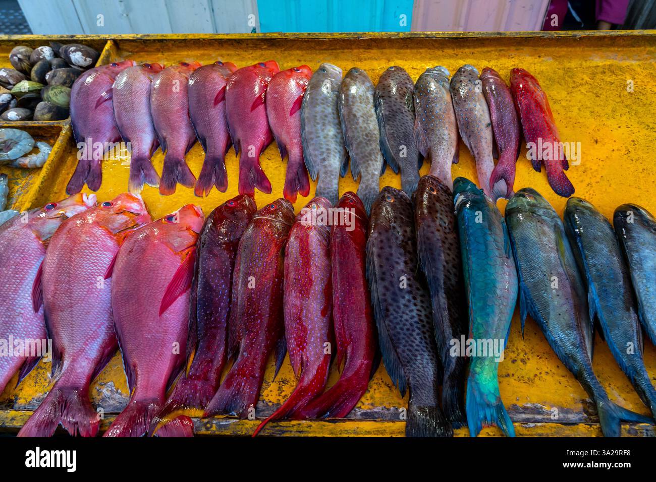 Fresh colorful groupers and other seafood on the table for sale at the ...