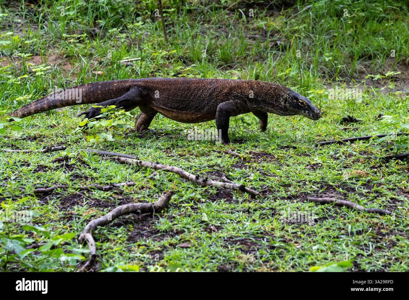 A komodo dragon walking on the grass at Komodo National Park, East Nusa ...