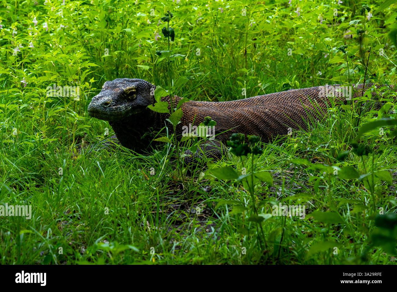 A male komodo dragon lying in the grass at Komodo National Park, East ...