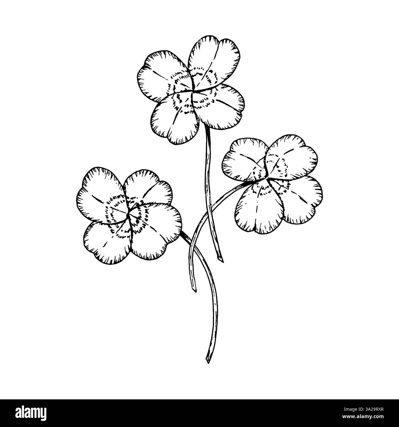 Hand-drawn black and white illustration of three lucky four-leaf ...