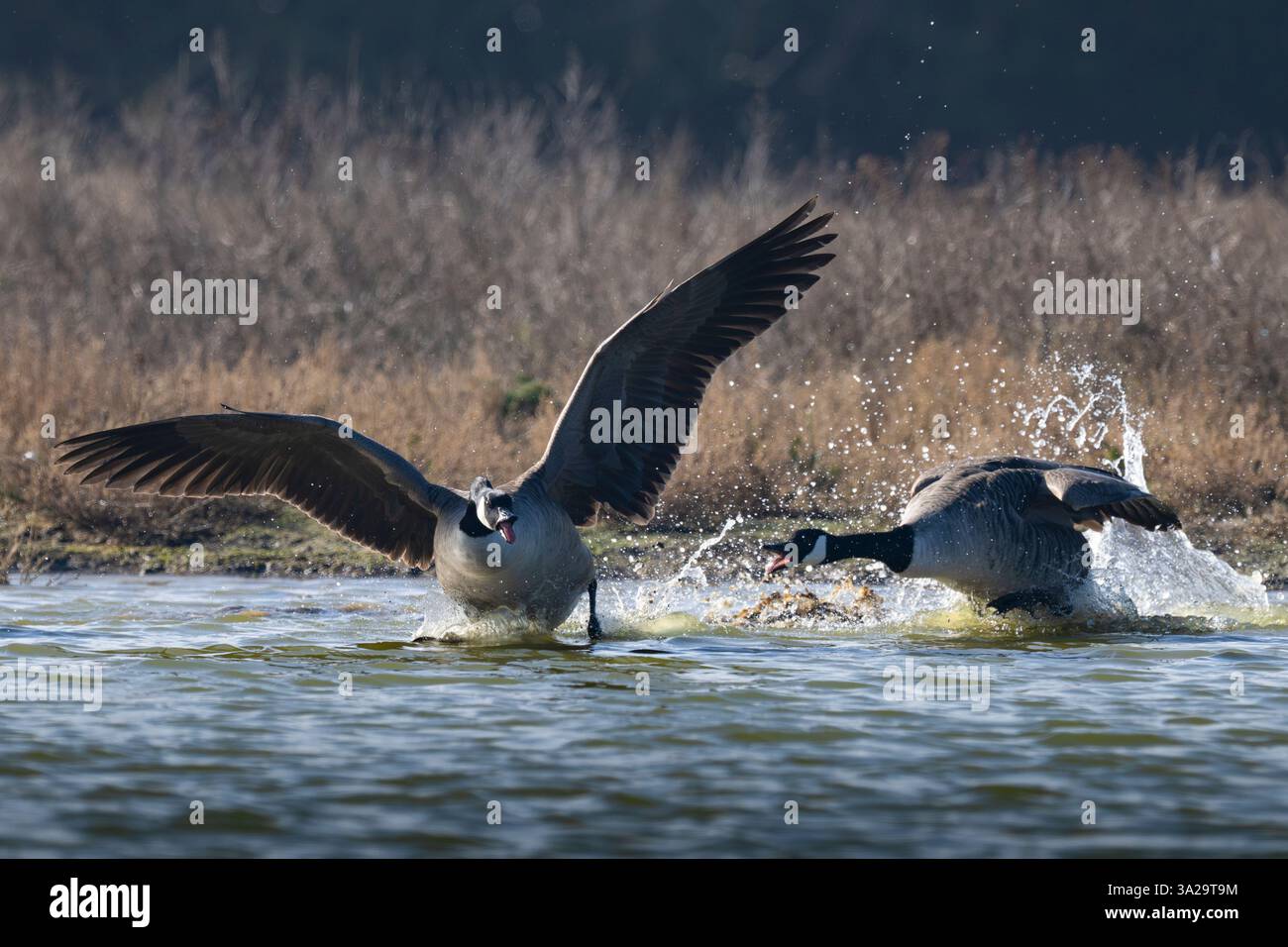 Canadian geese fighting hi-res stock photography and images - Alamy