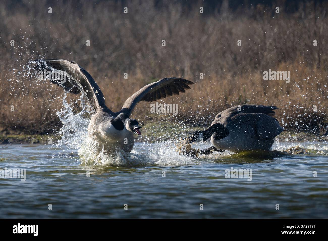 Canada geese fighting Stock Photo - Alamy