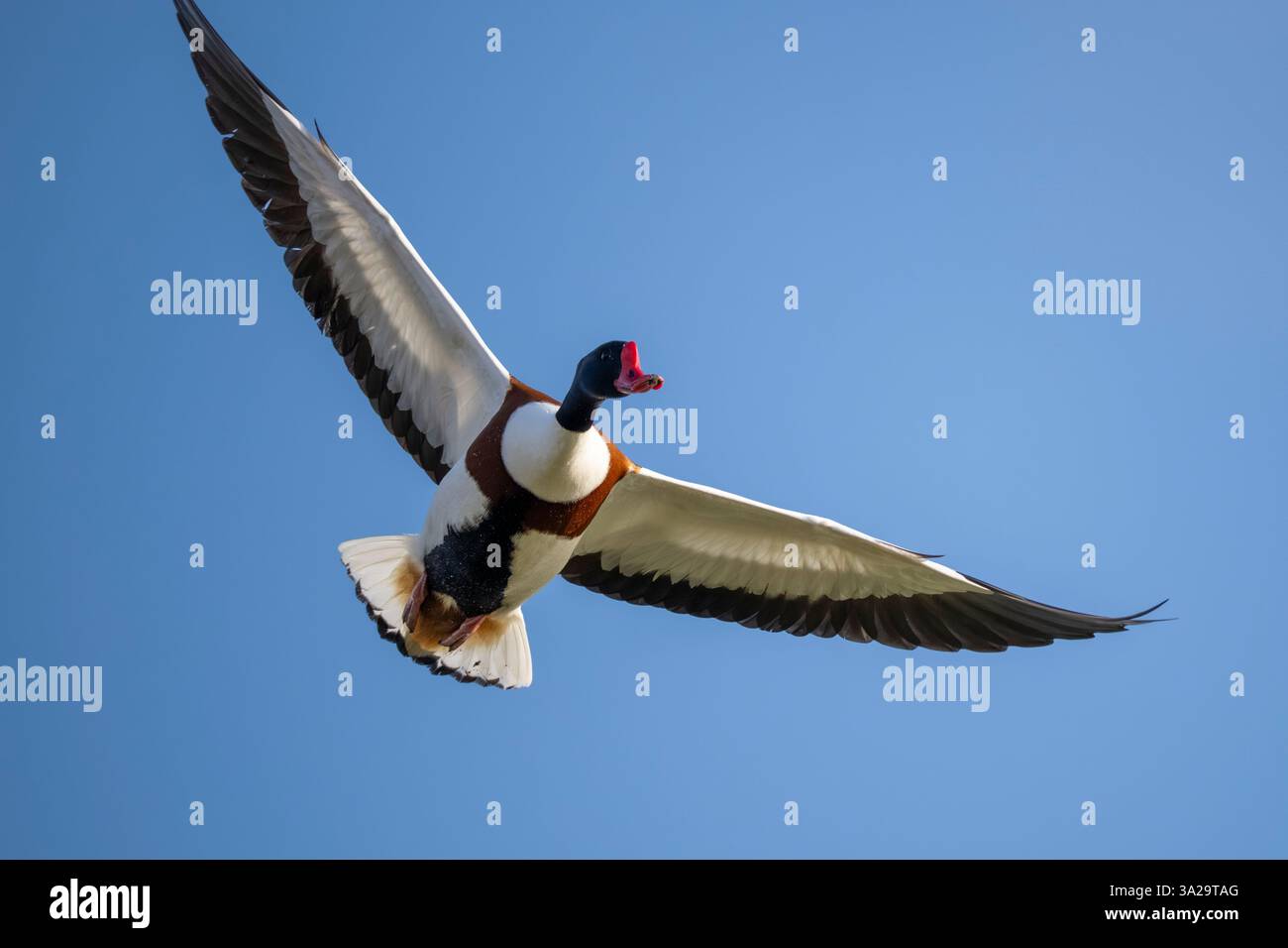Shellduck separated from background hi-res stock photography and images ...