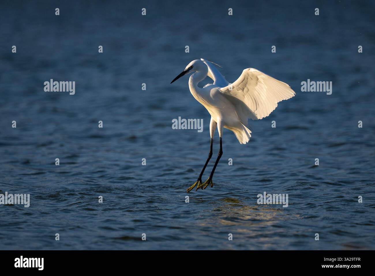 Small great bird landing on hi-res stock photography and images - Alamy