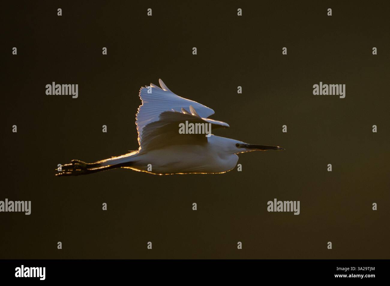 Little Egret in flight Stock Photo - Alamy