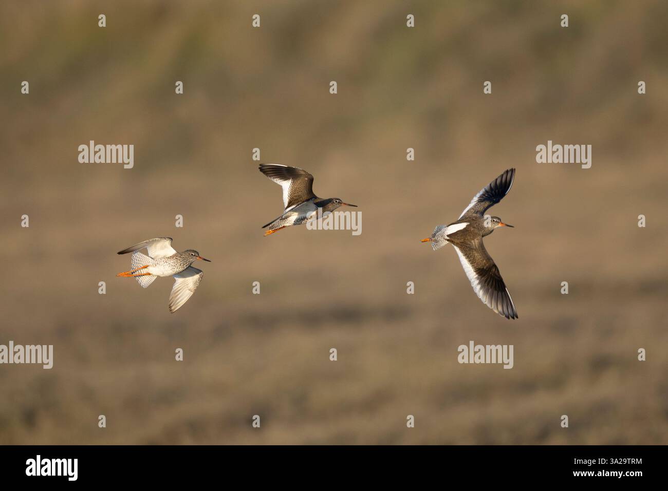 Three redshanks flying together hi-res stock photography and images - Alamy