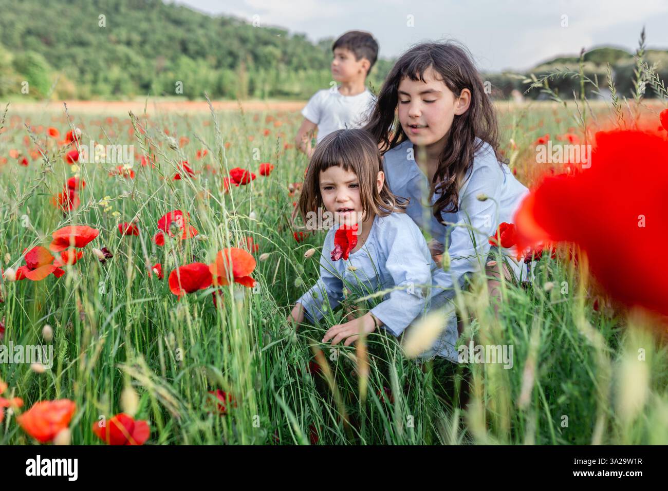 three children walking in a poppy field Stock Photo - Alamy