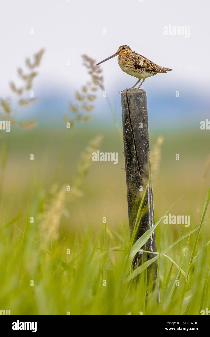 Common snipe (Gallinago gallinago) wader bird guarding for territory in ...