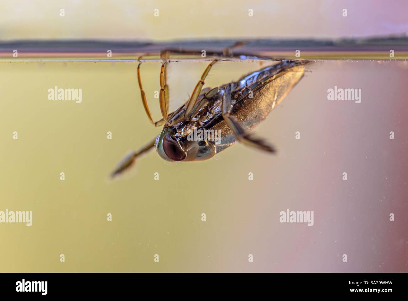 Greater Water-Boatman or Common Backswimmer (Notonecta glauca ...