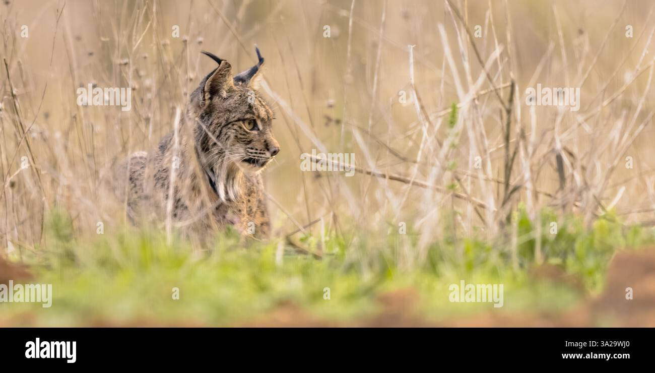 Iberian Lynx (Lynx pardinus) is a Wild Cat Species Endemic to the ...